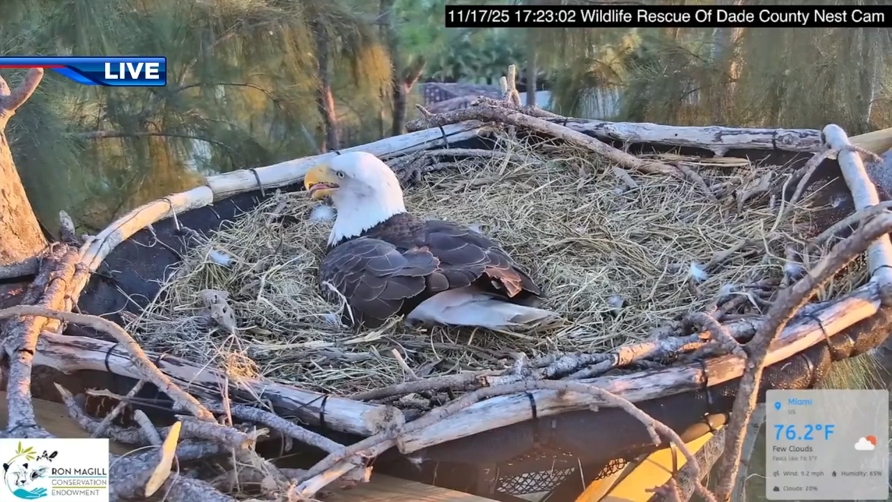Wildlife Rescue of Dade County announces 2nd egg laid by Miami’s most ...