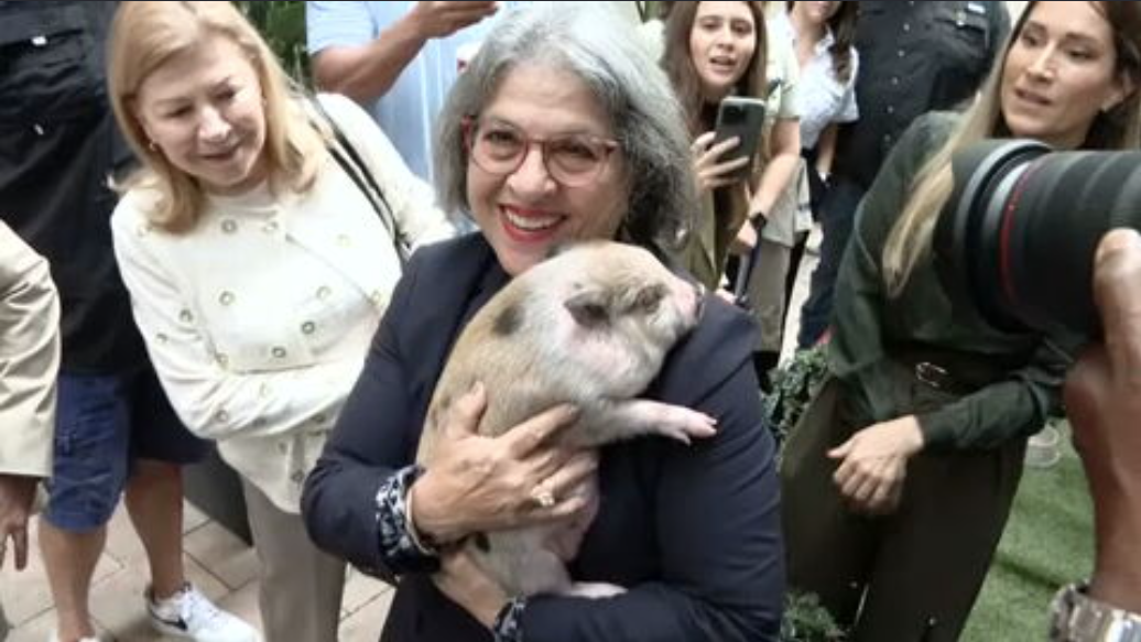 Miami-Dade mayor pardons pig named ‘6-7’ in annual holiday tradition ...