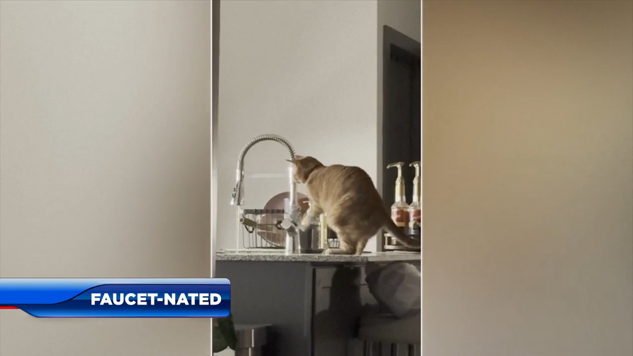 Viral cat named Tofu wows social media with interest in faucet - WSVN ...