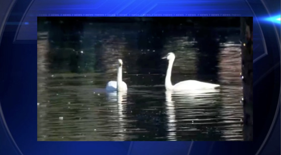 12 swans found dead at Lake Eola in Orlando spark avian flu outbreak ...