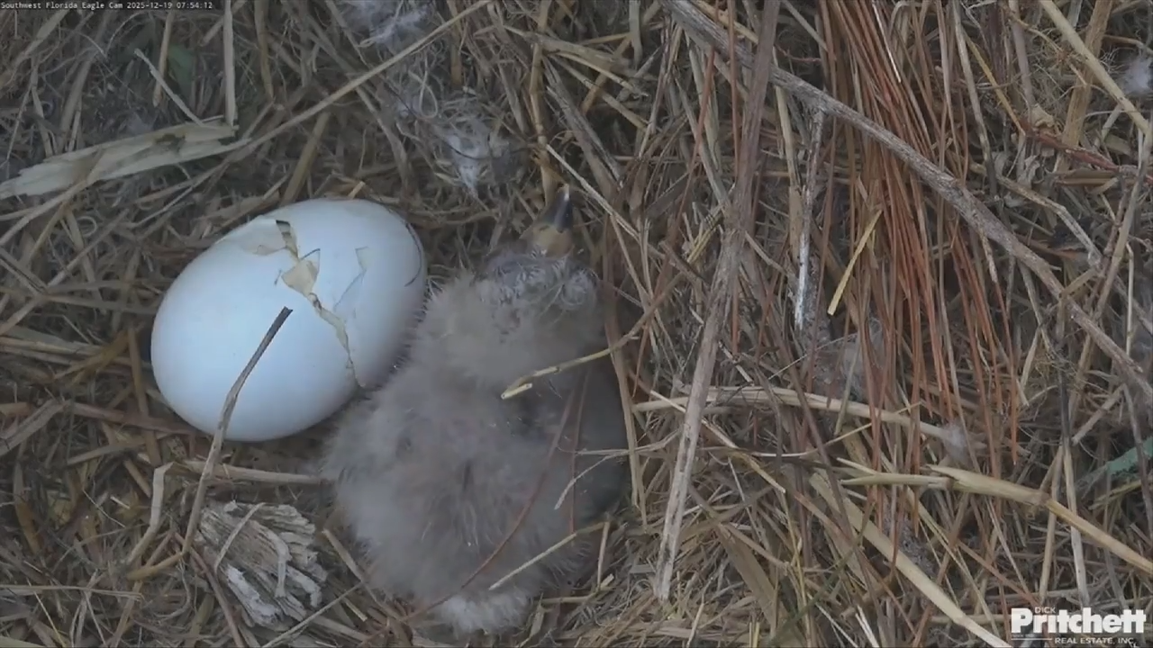 2 eagles in Southwest Florida welcome new eaglet after losing 2 to ...