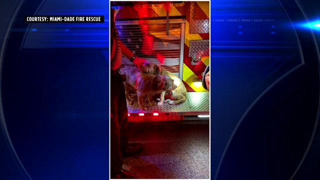 Crews pull 2 dogs to safety after fire ignites in NW Miami-Dade mobile ...