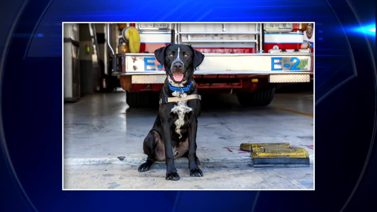 Miami Beach Fire Department welcomes its first ever emotional support K ...