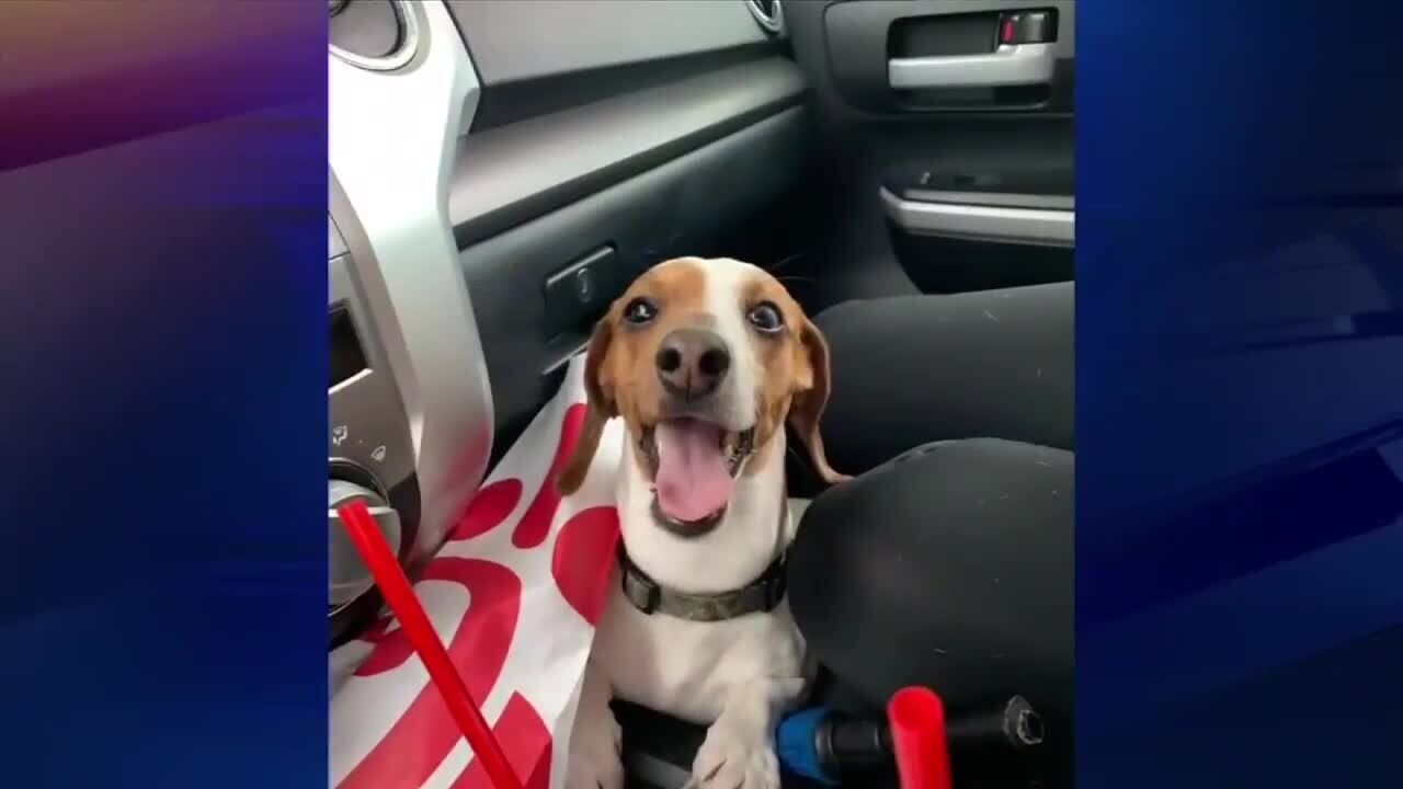 ‘Nobody knew what to do’: Woman speaks out after her beloved dog is ...