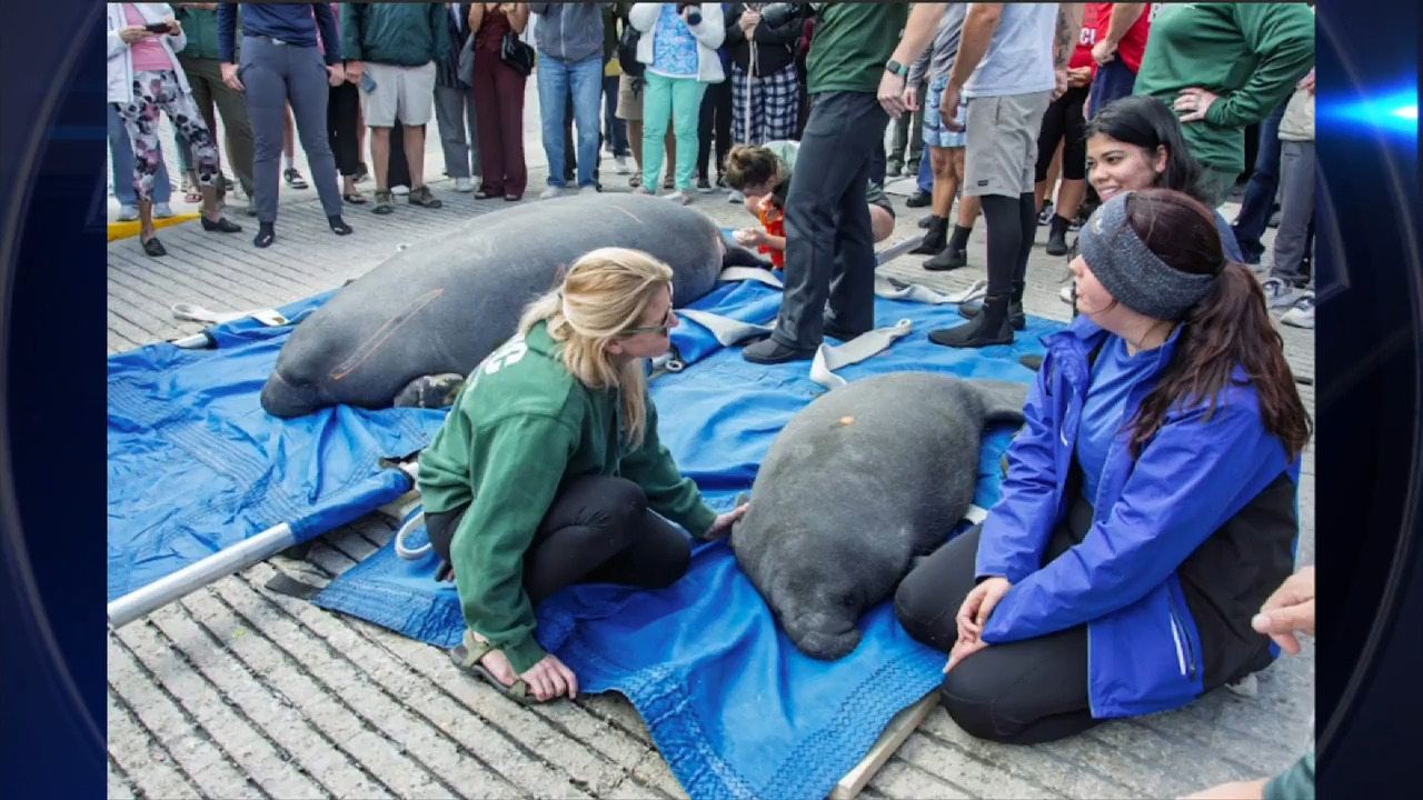 Manatee, baby calf released back into the wild in Key Largo after being ...