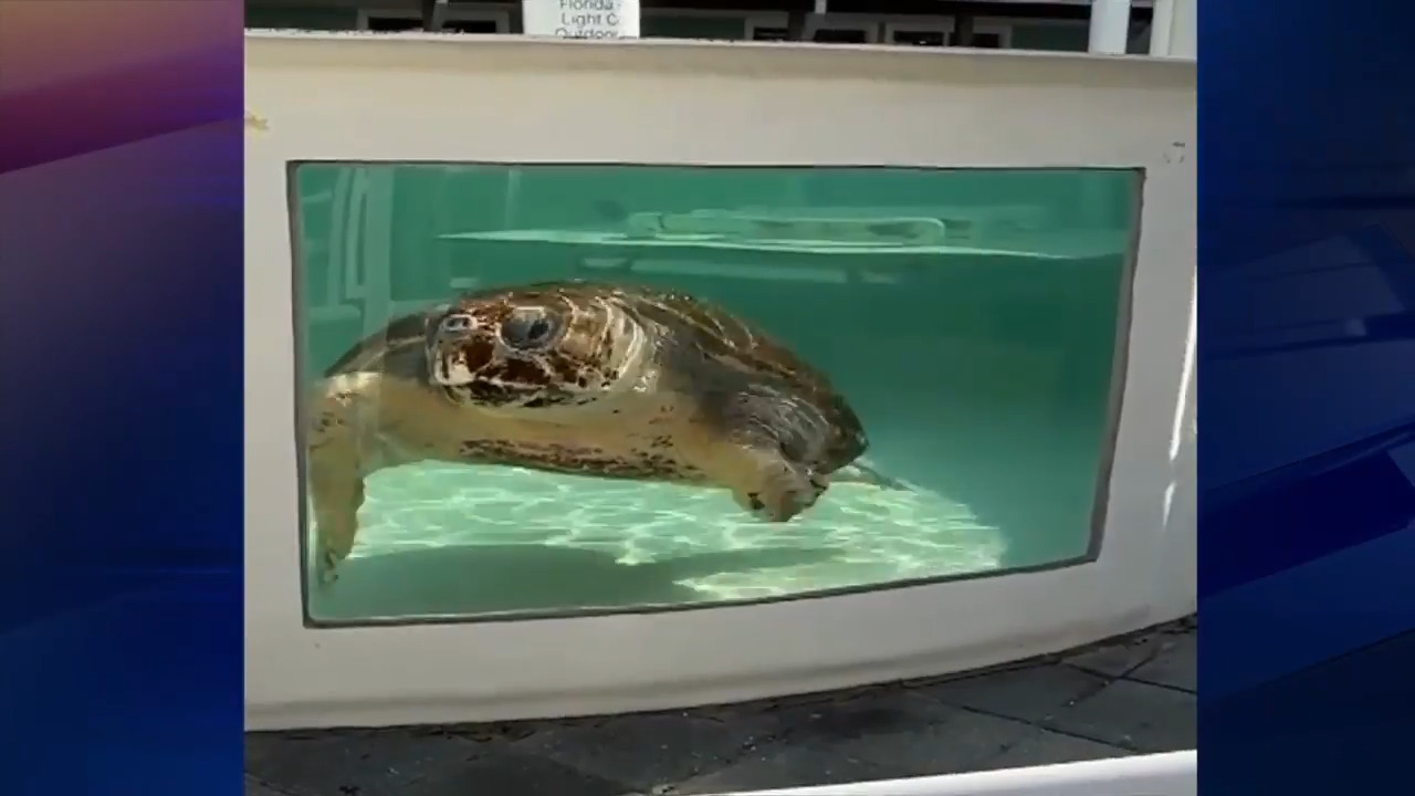 Pyari, sea turtle with 3 flippers, swims free after rehab in Juno Beach ...