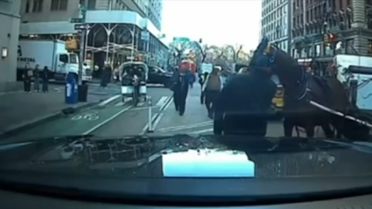 Carriage horse runs into traffic, hits multiple vehicles - WSVN 7News ...