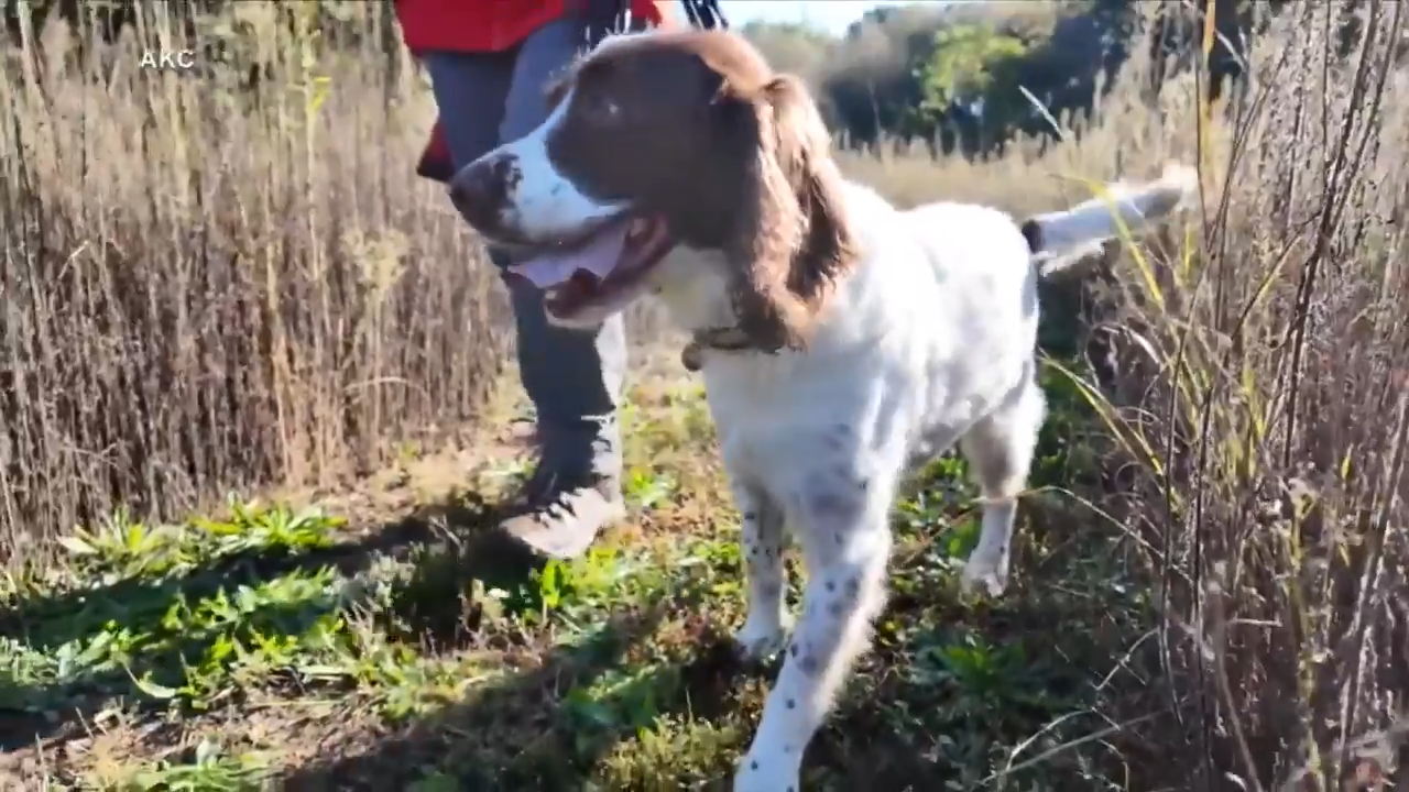 Michigan dog with a storied career given honor by American Kennel Club ...