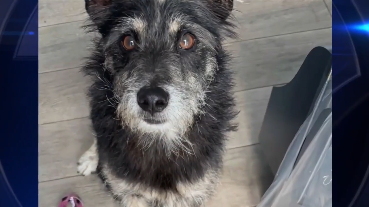 Dog rescued, on the mend after being found shot and stranded in streets ...