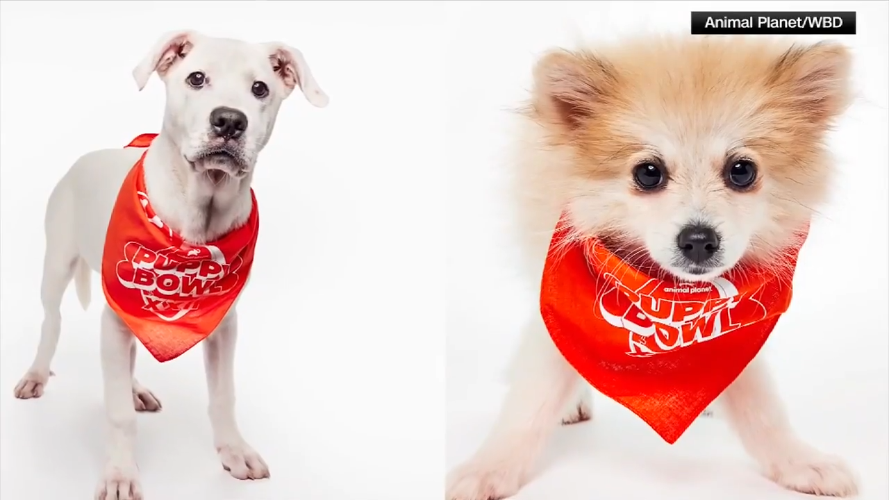 Puppy Bowl 2026 will feature adoptable pups with special needs for the ...