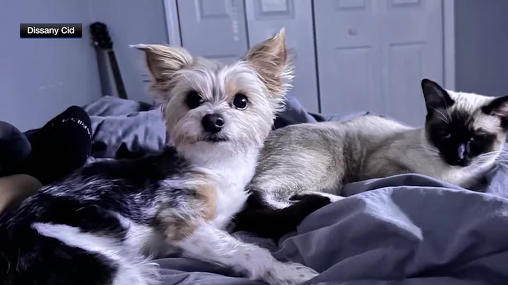 Deltona family closer to justice after ‘ding dong ditch’ challenge ...