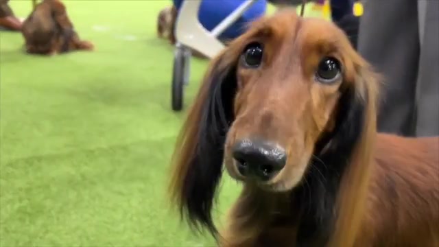 Dog Show 101: What to know about the 150th Westminster show - WSVN ...