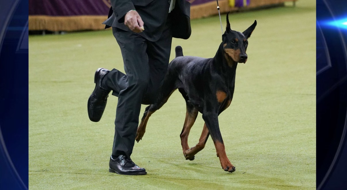 Penny the Doberman Pinscher claims Best in Show at 150th Westminster ...
