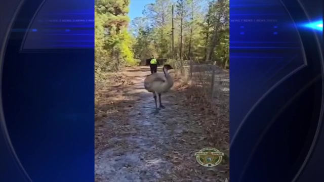 Clay County deputies catch fast-moving emu on the loose - WSVN 7News ...