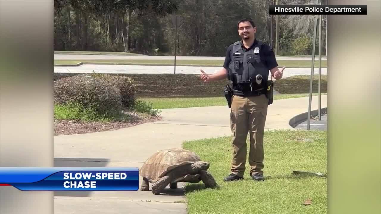 Georgia police rescue runaway tortoise near school - WSVN 7News | Miami ...