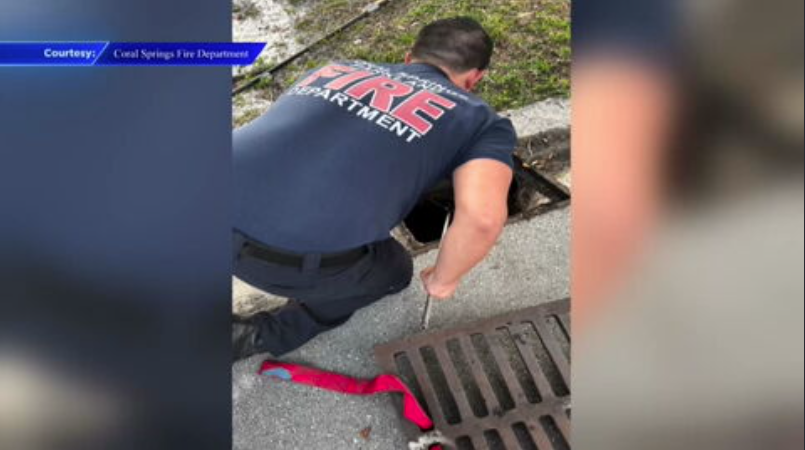 Coral Springs fire crews save trapped ducklings in storm drain - WSVN ...