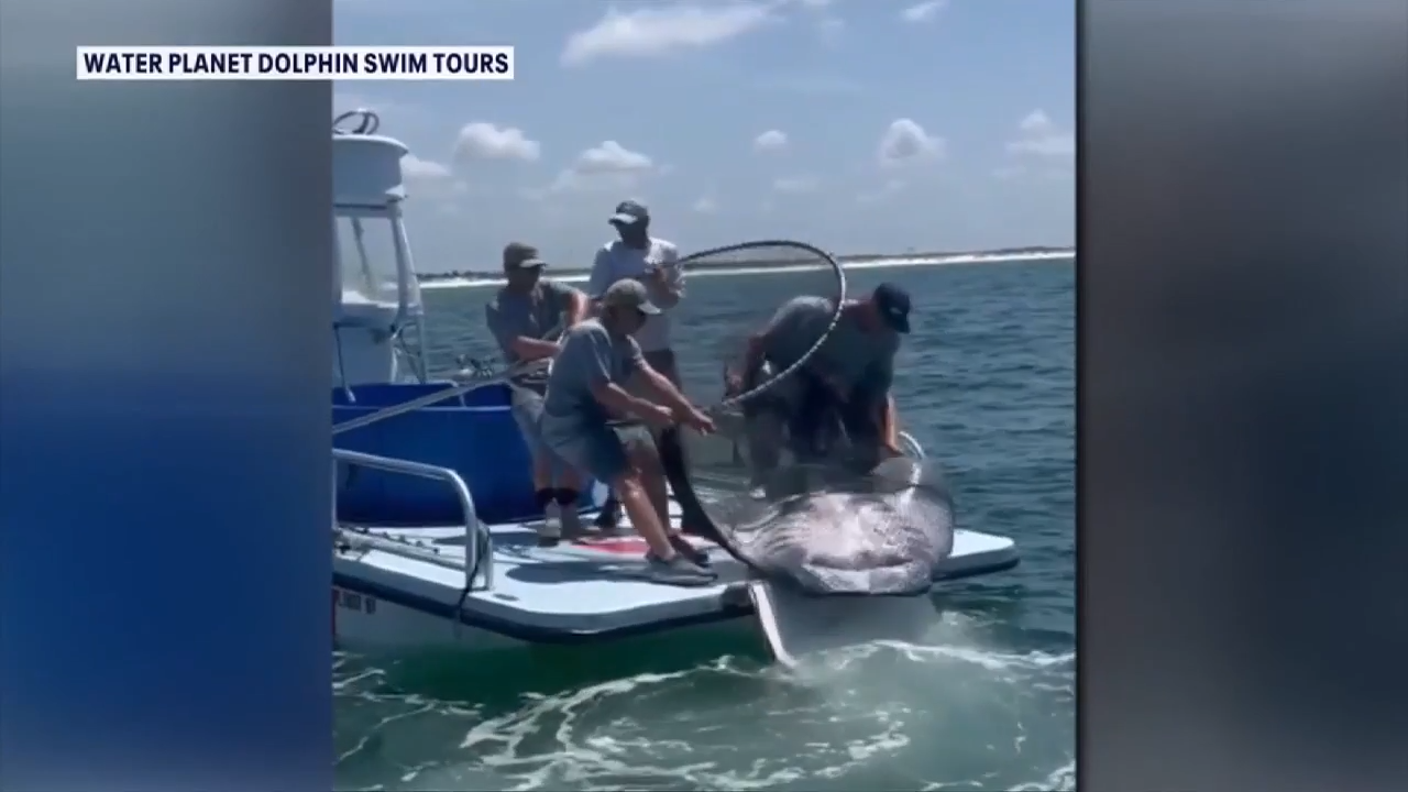 FWC expands restrictions on capturing giant manta rays following ...