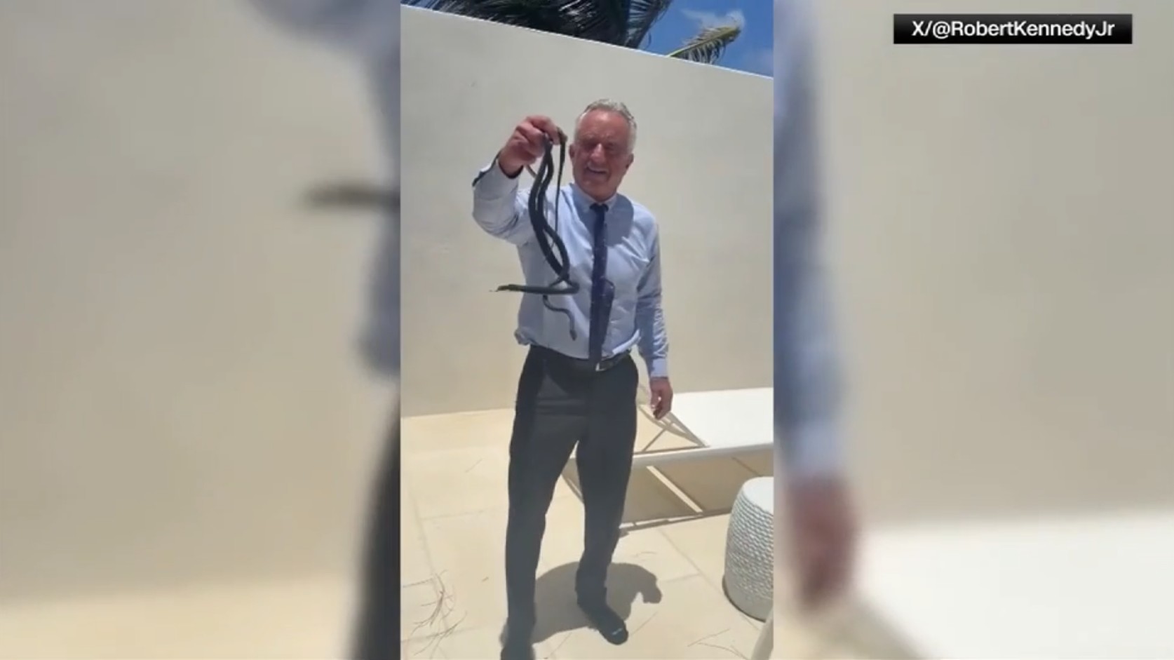 RFK Jr. snatches snakes in viral video, the latest of his many animal ...