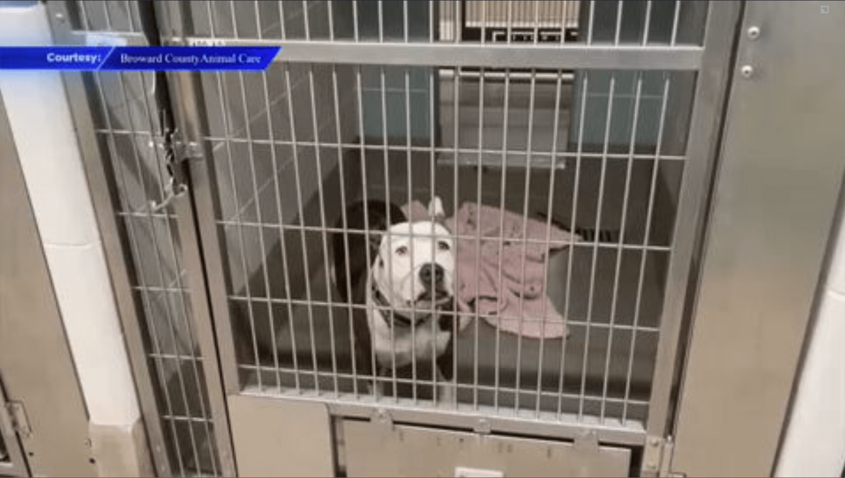 Broward County Animal Care says they are at capacity, waives adoption ...