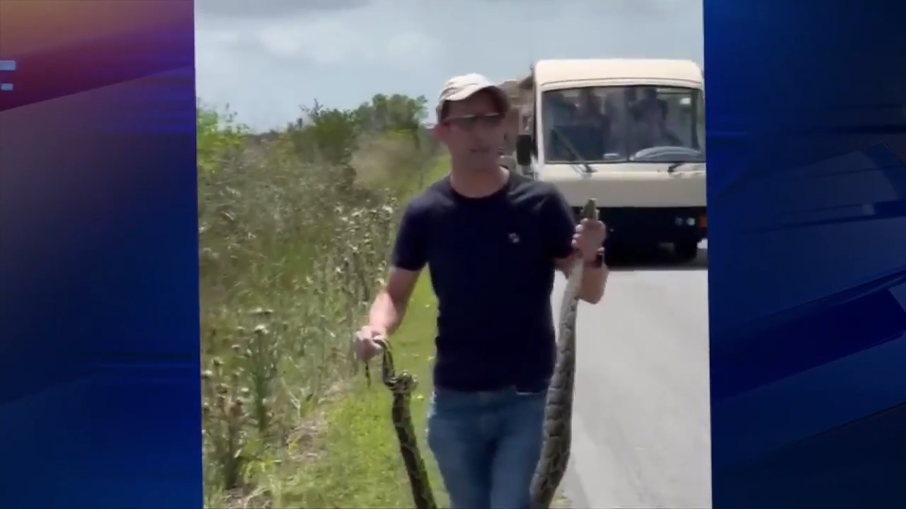 Man who cleared python from Everglades National Park trail has citation ...