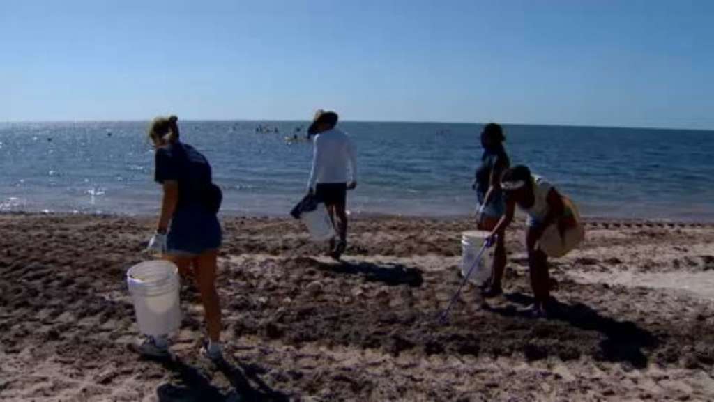 Volunteers take part in beach clean-up at Crandon Park for World Sea ...