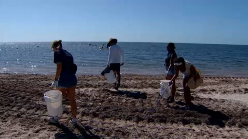 Volunteers take part in beach clean-up at Crandon Park for World Sea ...