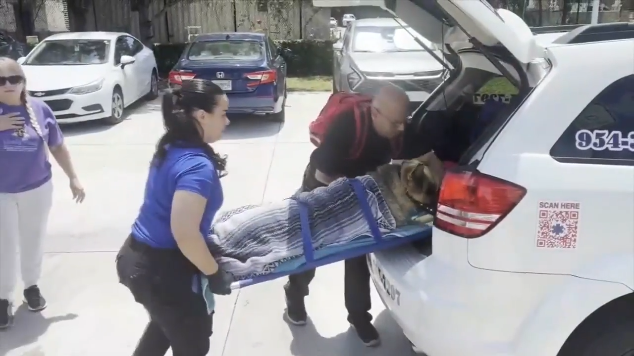 South Florida animal rescue group steps in to aid abused German ...