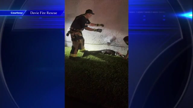 Crews responding to Davie water main break capture gator that had ...