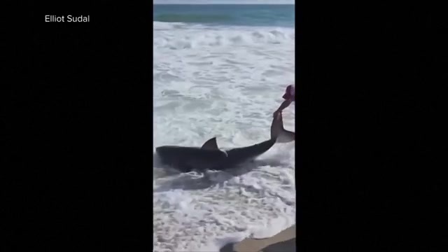 Fisherman reels in white shark off Massachusetts, then snags the hook ...